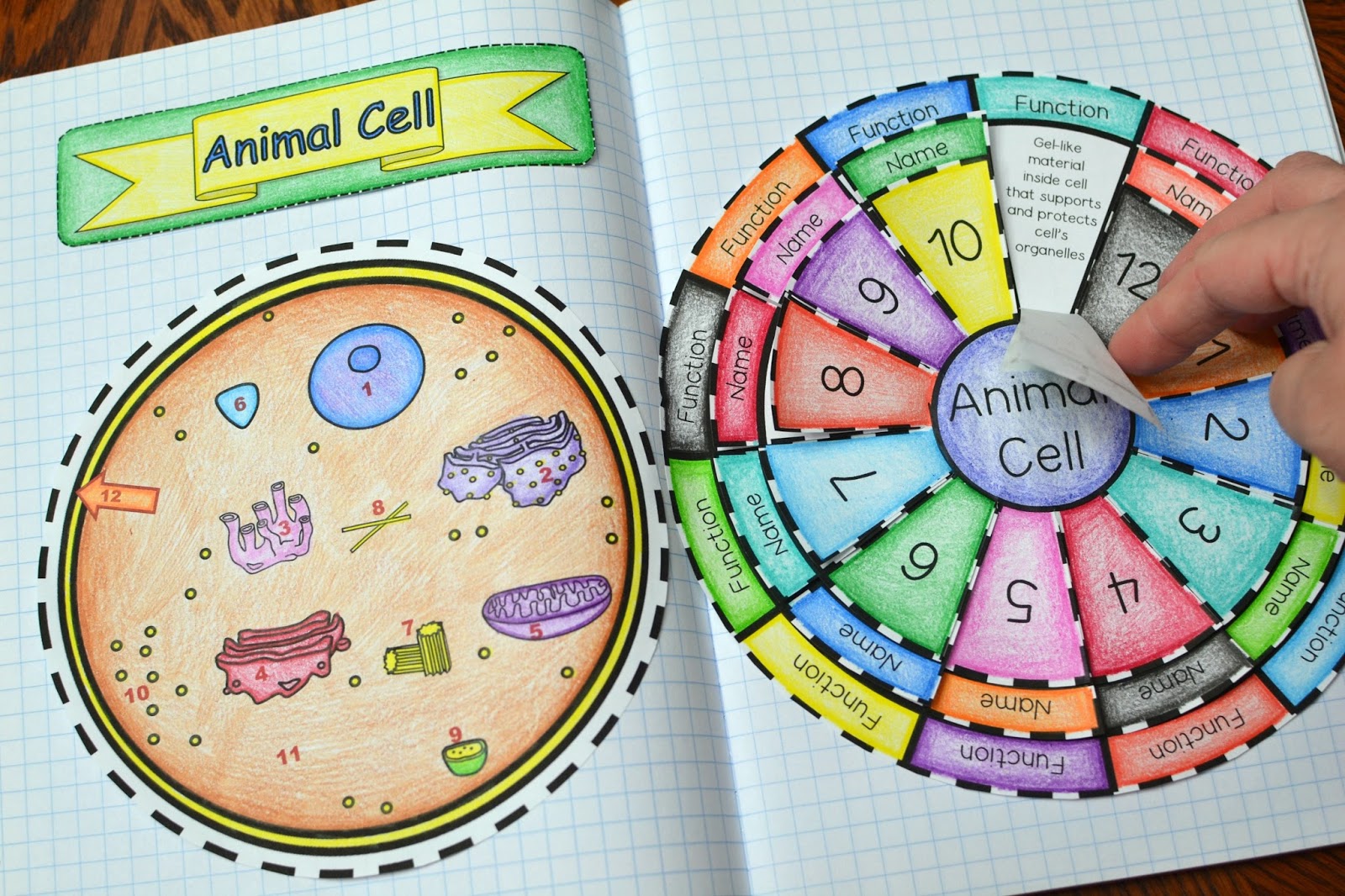 Math in Demand: Animal Cell Foldable