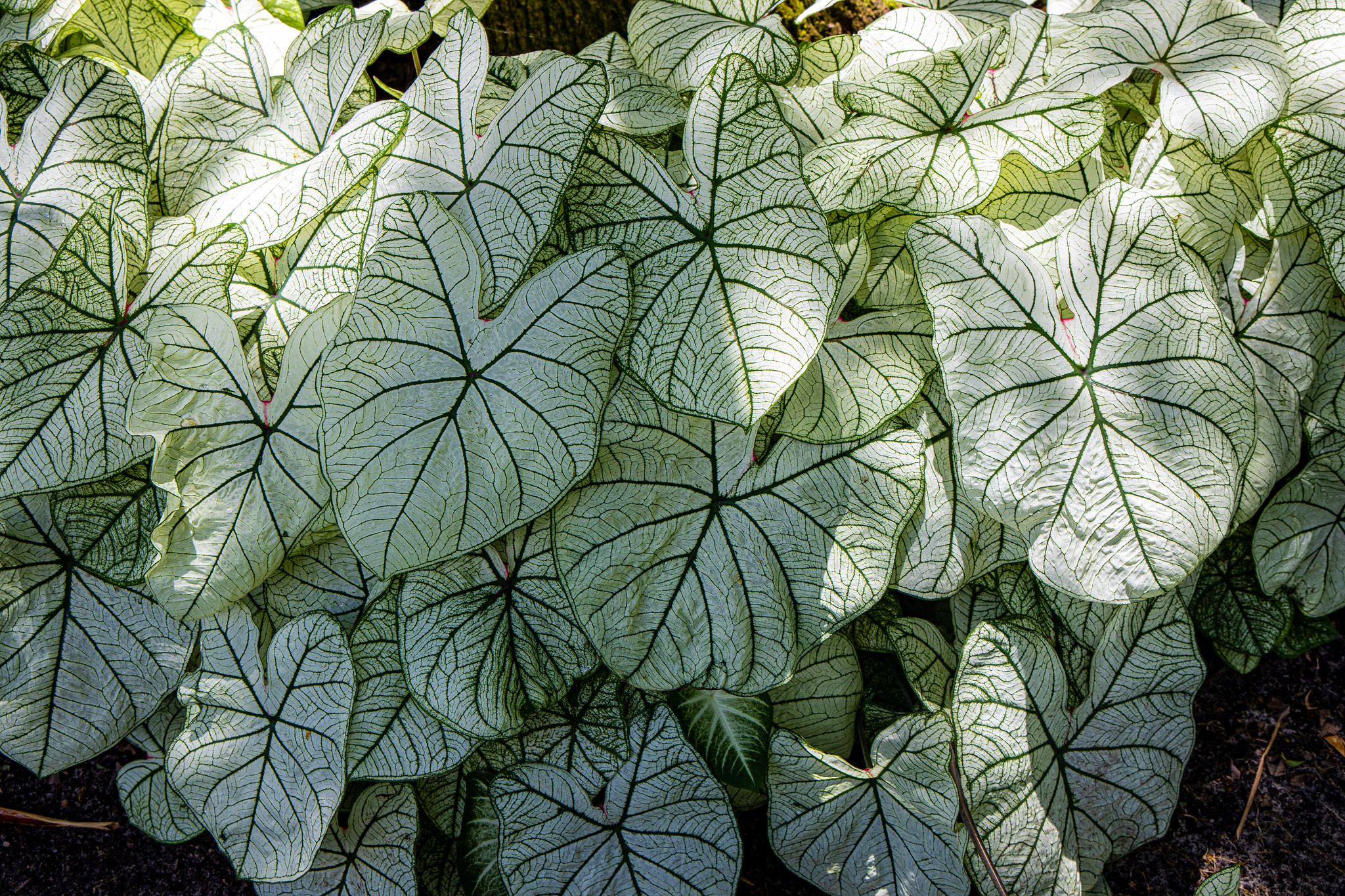 Caladium - Elephant ear care and culture | Travaldo's blog