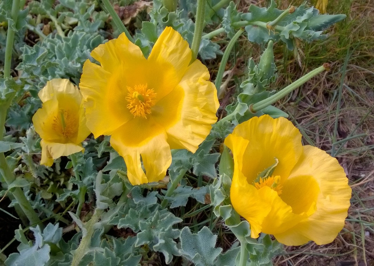 The Sea Poppy (Glaucium flavum)
