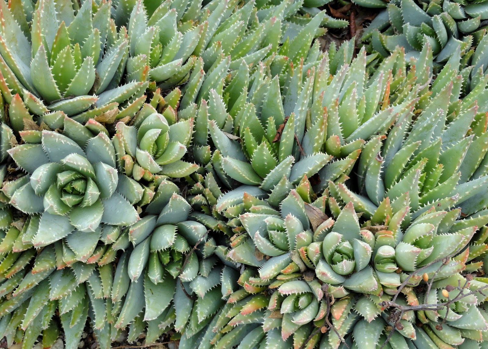 danger garden: The Ruth Bancroft Garden; Part 2, the garden