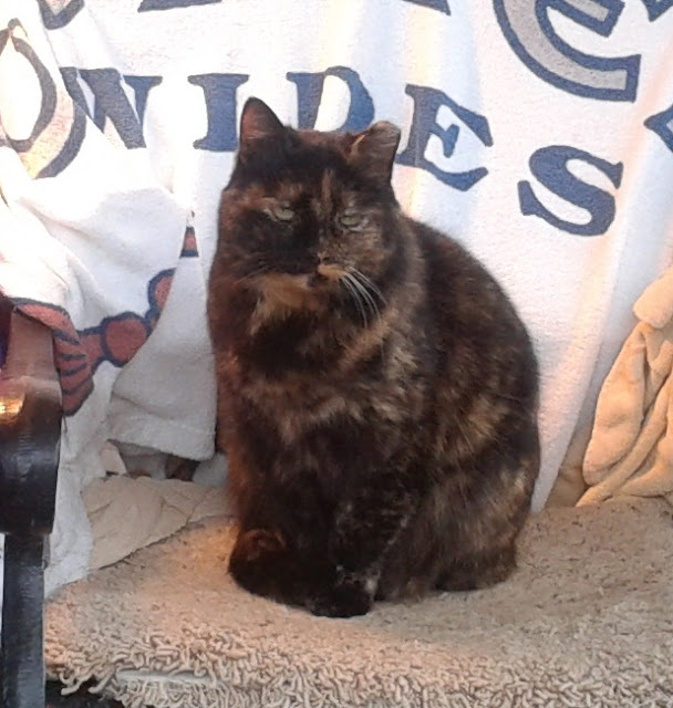 Razzberry Corner: Brindle cat