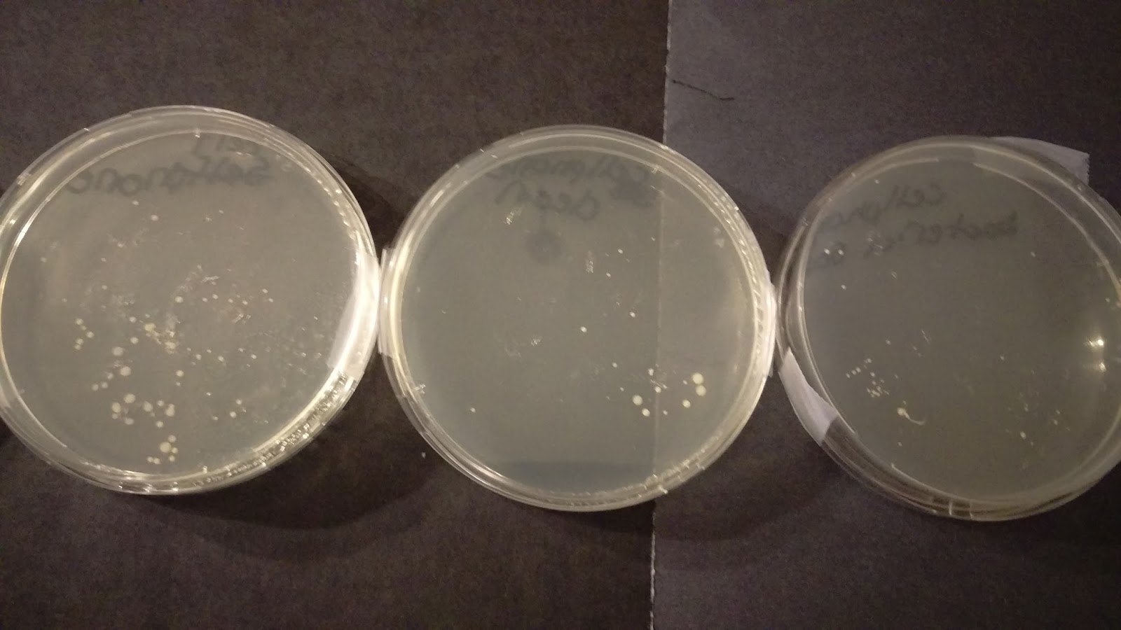 The Cool Science Dad Science Fair Project Growing Bacteria Day 3 the-cool-science-dad-science-fair-project-growing-bacteria-day-3