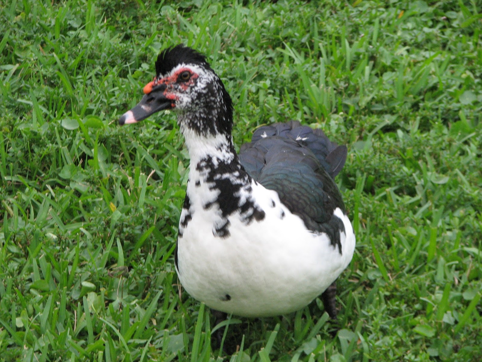 Bonao Internacional: MILES DE PATOS VIVEN EN ESTADO LIBRE Y SALVAJE ...