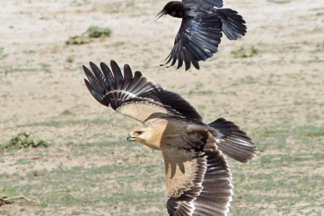White Wolf : Gangs of the sky: Crows are riding on the back of a tawny ...