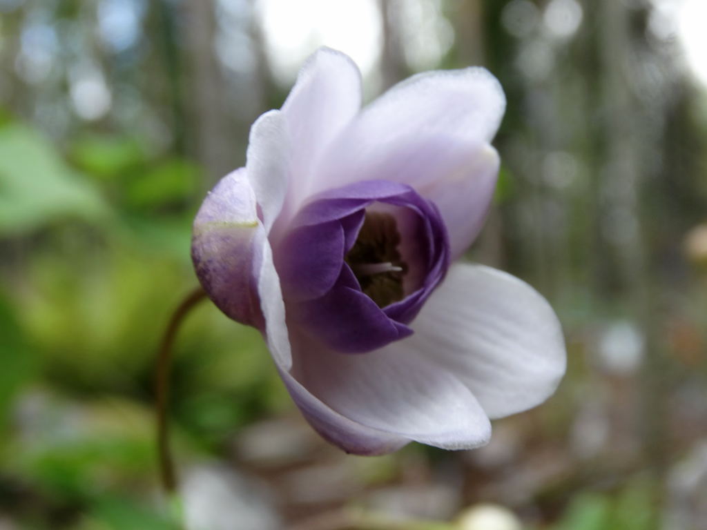 Hagtorpet: Anemonopsis macrophylla porslinsanemon