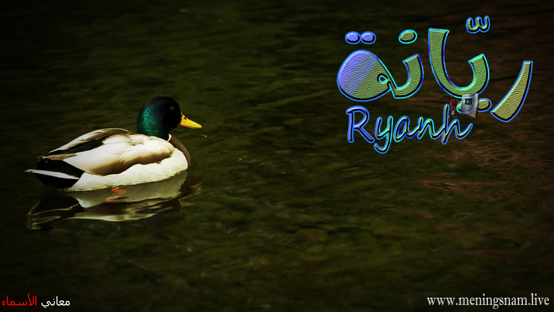 معنى اسم ريانة وصفات حاملة هذا الاسم Ryanh - معاني الأسماء ومعاني ...