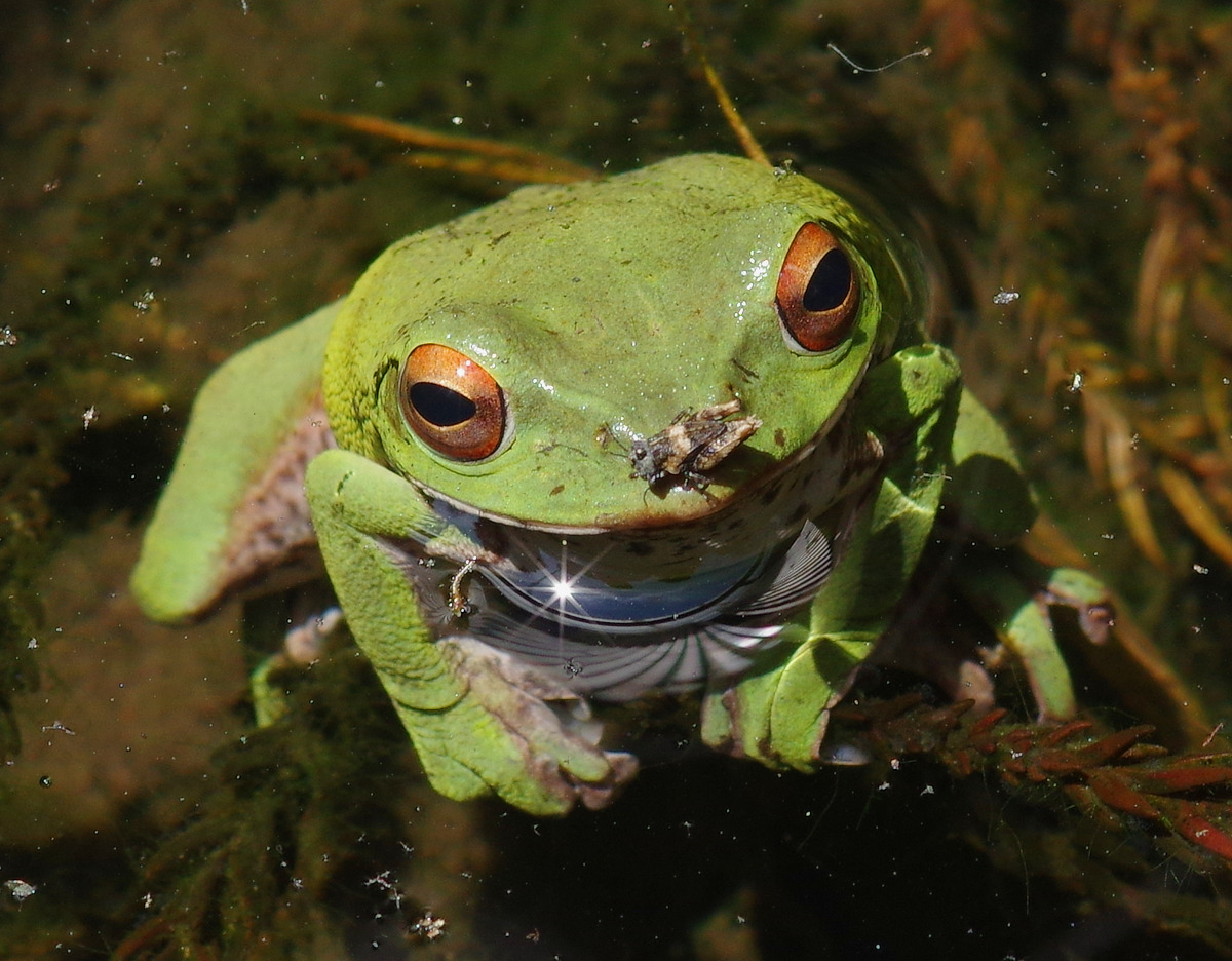 Wildeep's Illuminations: Tree Frogs on the Farm
