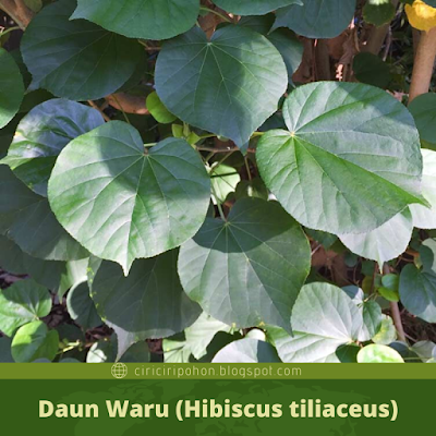 Ciri Ciri Pohon Hibiscus Tiliaceus / Waru Laut Di Alam Liar ...