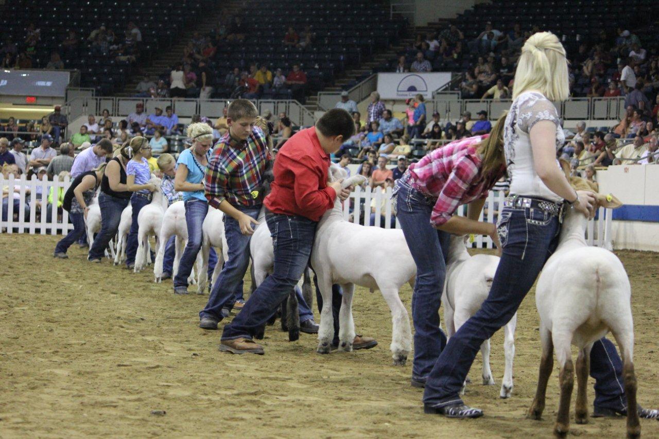 Blue Ribbon Blog: A Salute to 4-H Grand Champions