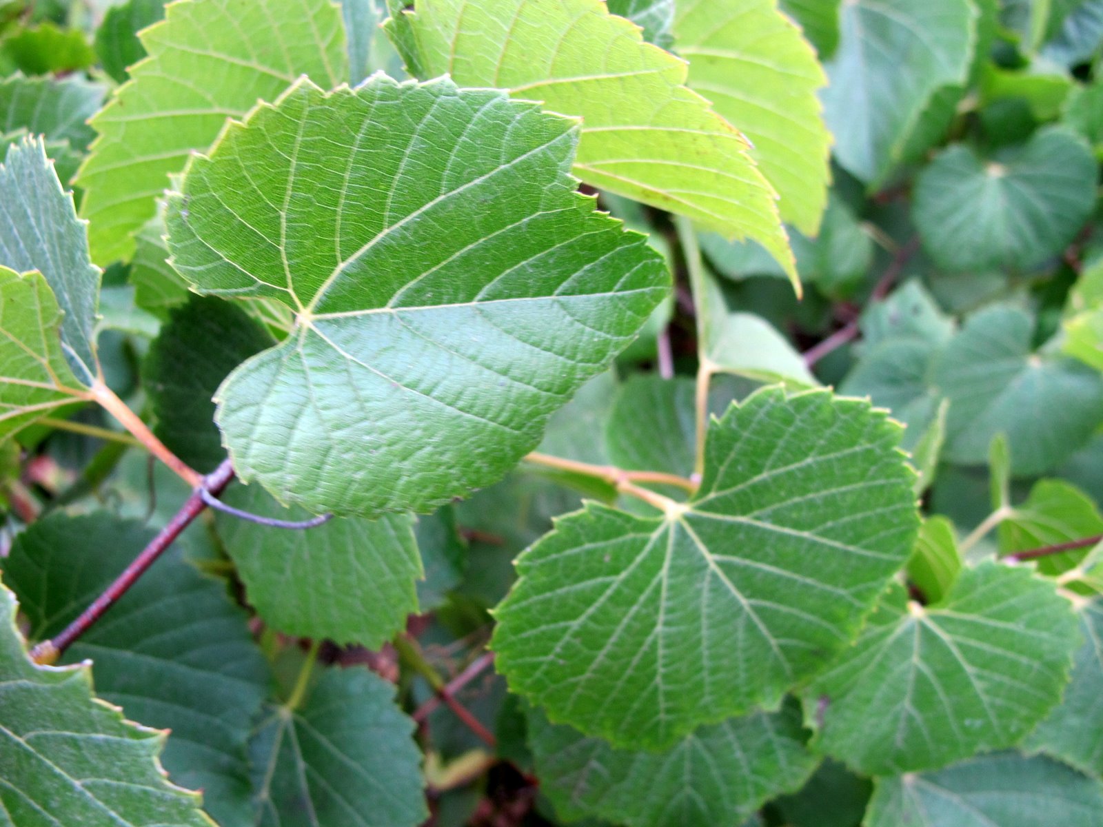 FLORA NEL SALENTO e.. anche altrove: Vitis berlandieri x riparia ...