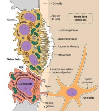 Tejidos que Conforman el Sistema Músculo Esquelético