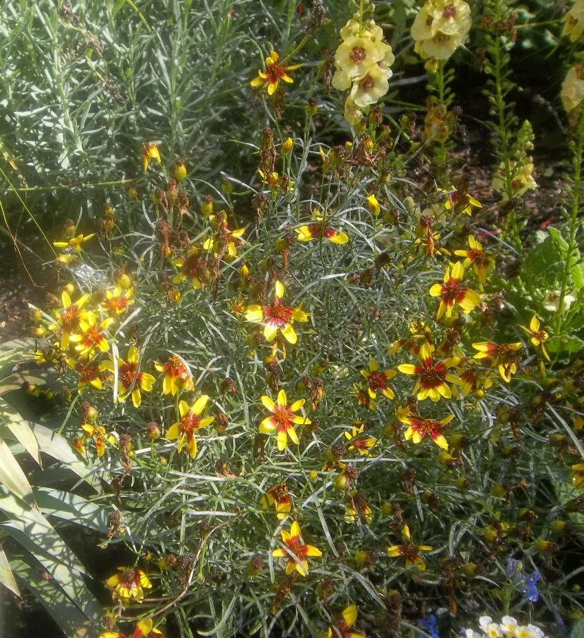 Future Plants by Randy Stewart: Coreopsis