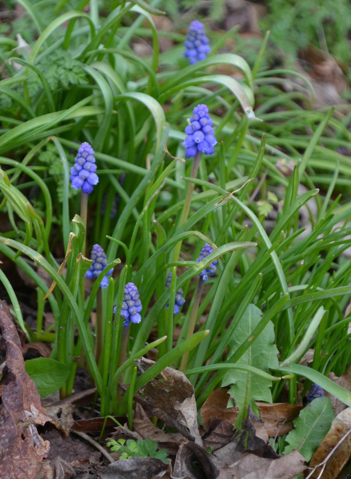 Walks among Flowers: Berkshire: Inkpen Crocus Field and Steventon