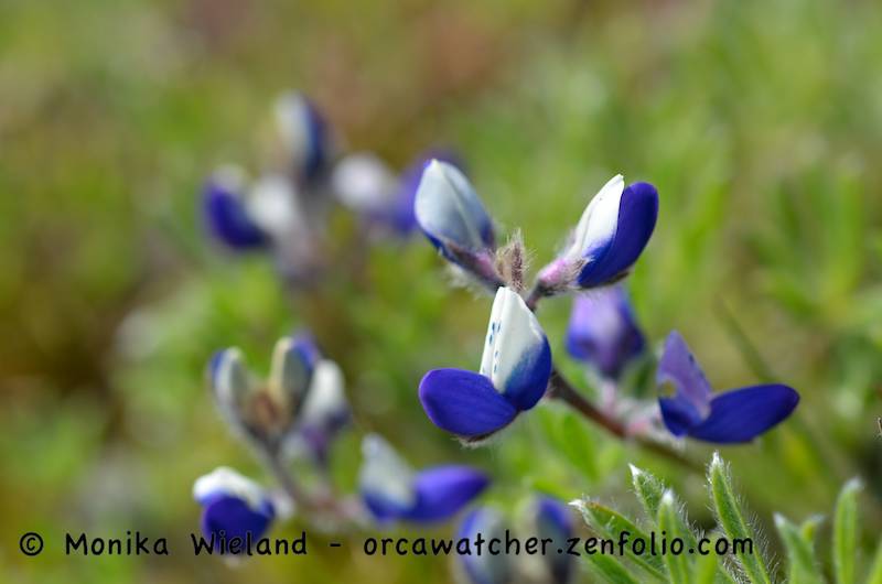 Orca Watcher: April Flowers and May Moths