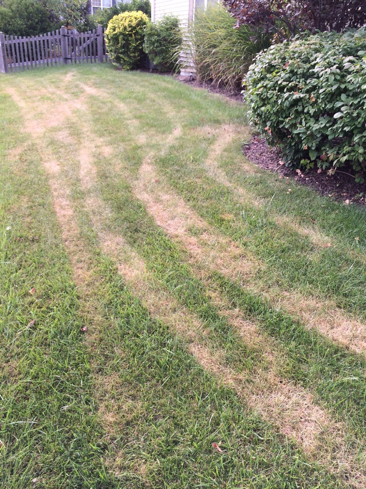 Lawn*Doctor Lawn Care Insights: Heat tracking in lawns