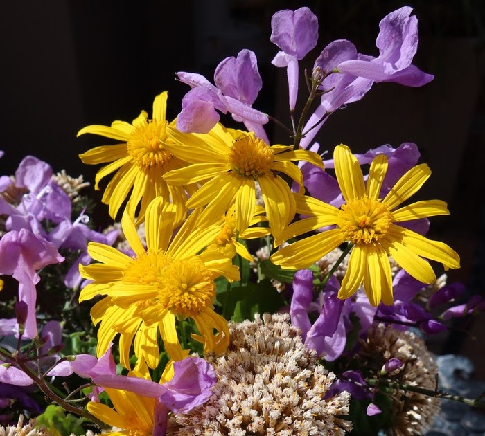 Our False Bay garden in March