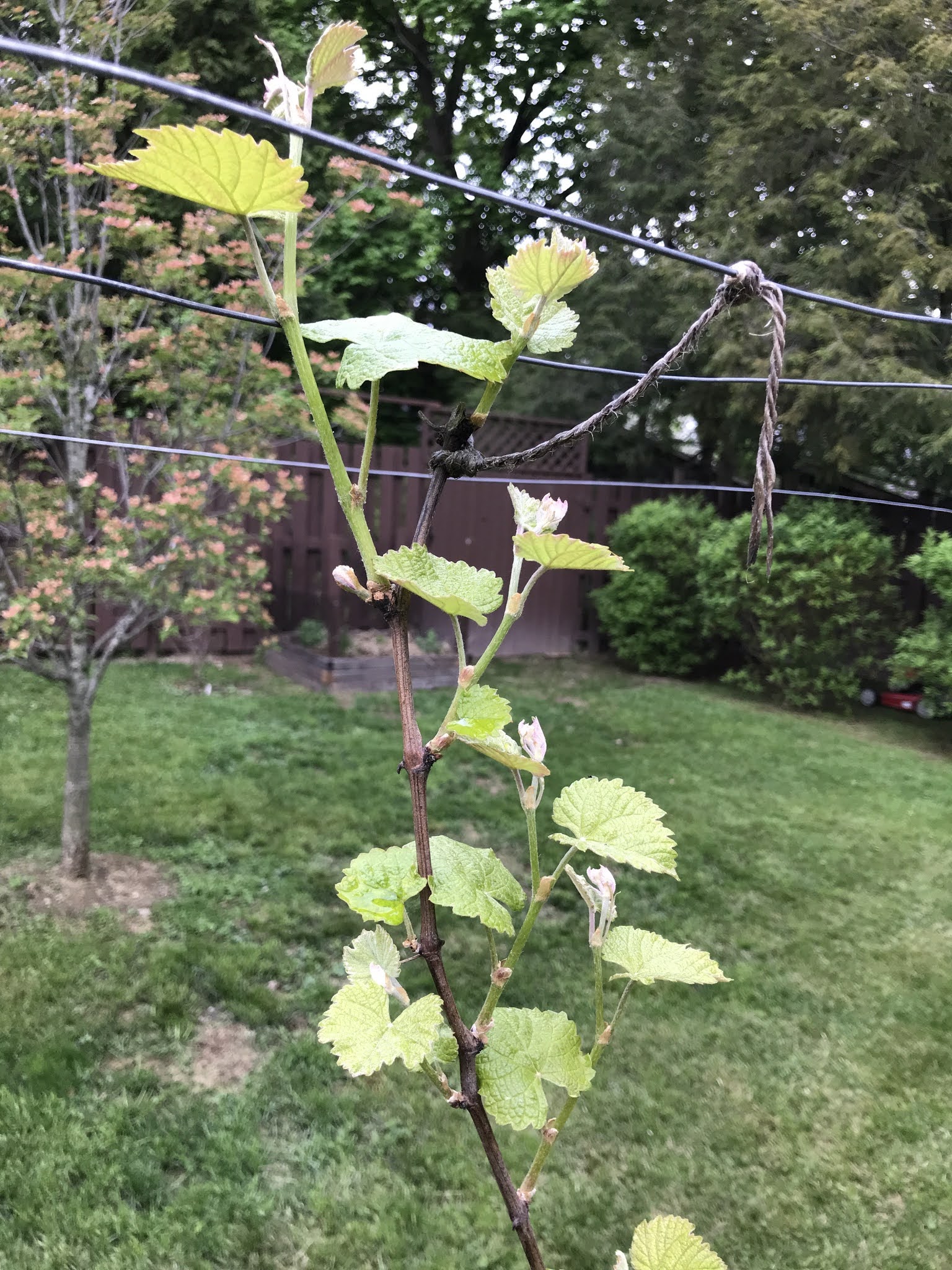 The Grilling Greek: My two One-Year-Old Thomcords and the Modified ...