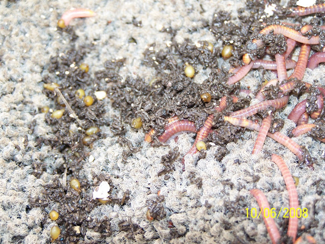 Edible Garden Journal Permaculture: Vermiculture