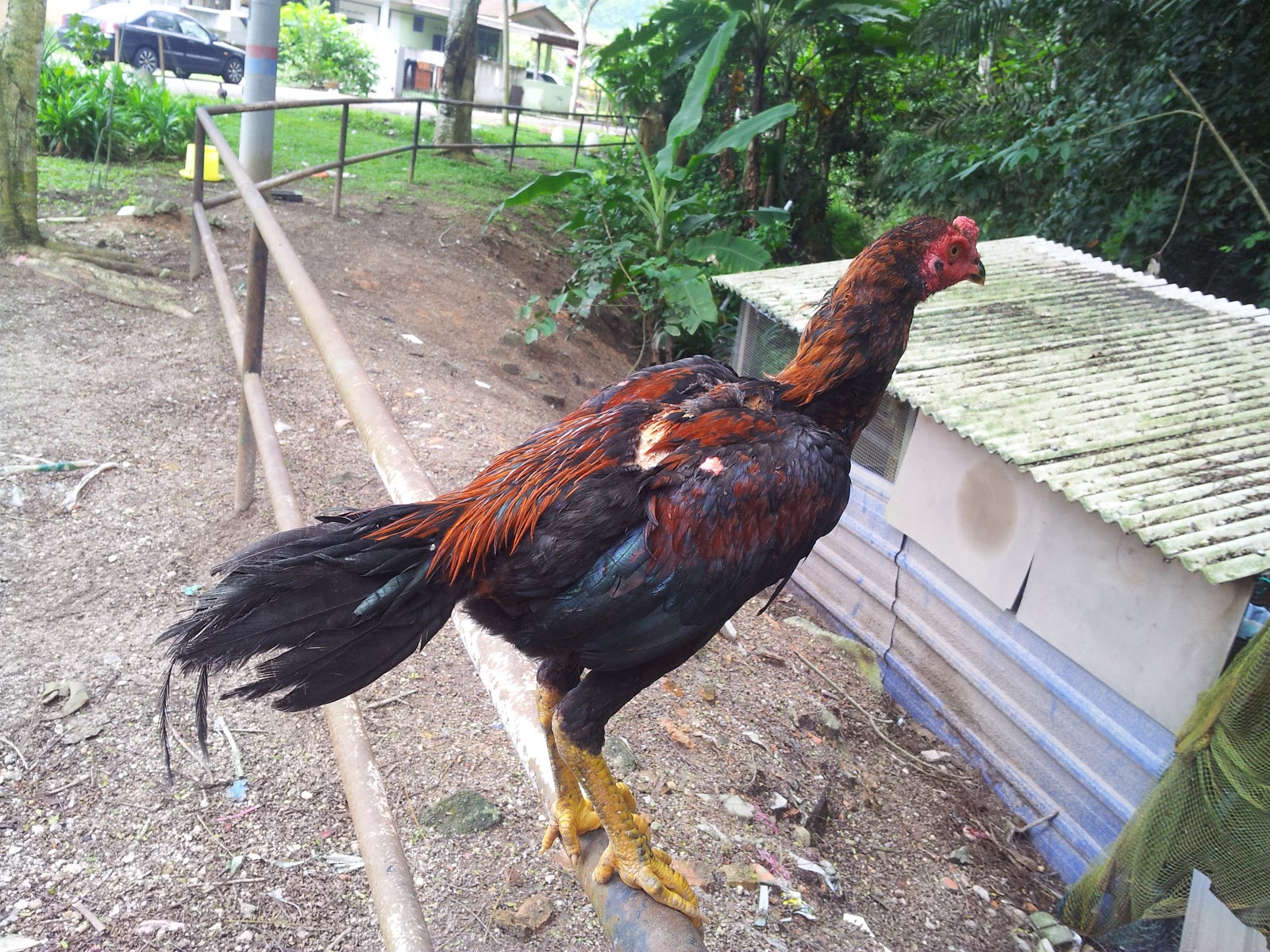 AYAM SABUNG MALAYSIA