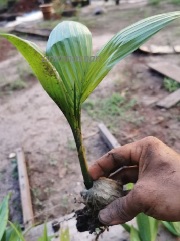 Anim Agro Technology: POKOK PINANG - APA POTENSINYA