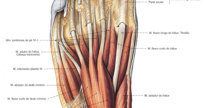Músculos do pé extremidade inferior