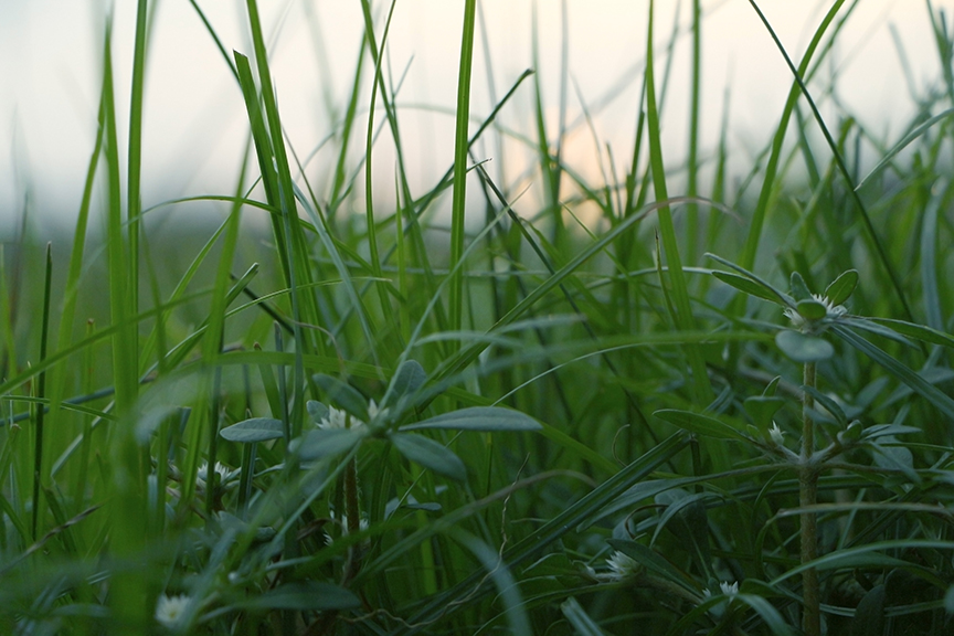 Urban Grass land in closeup | Align Multimedia