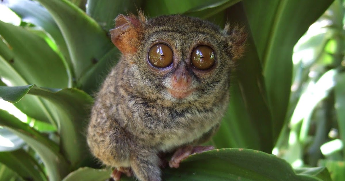 TENTANG TARSIUS | WELCOME THE FRANSISCO ZONE