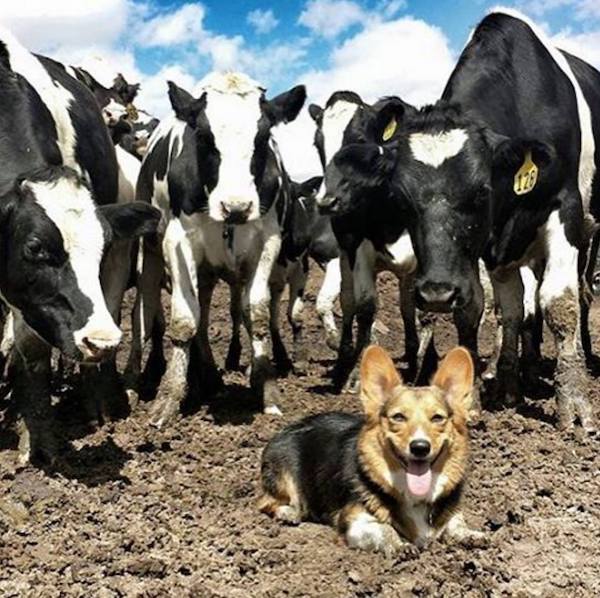 House of corgis by Nemaira allevamento Corgi a Como (Lombardia-Italia ...