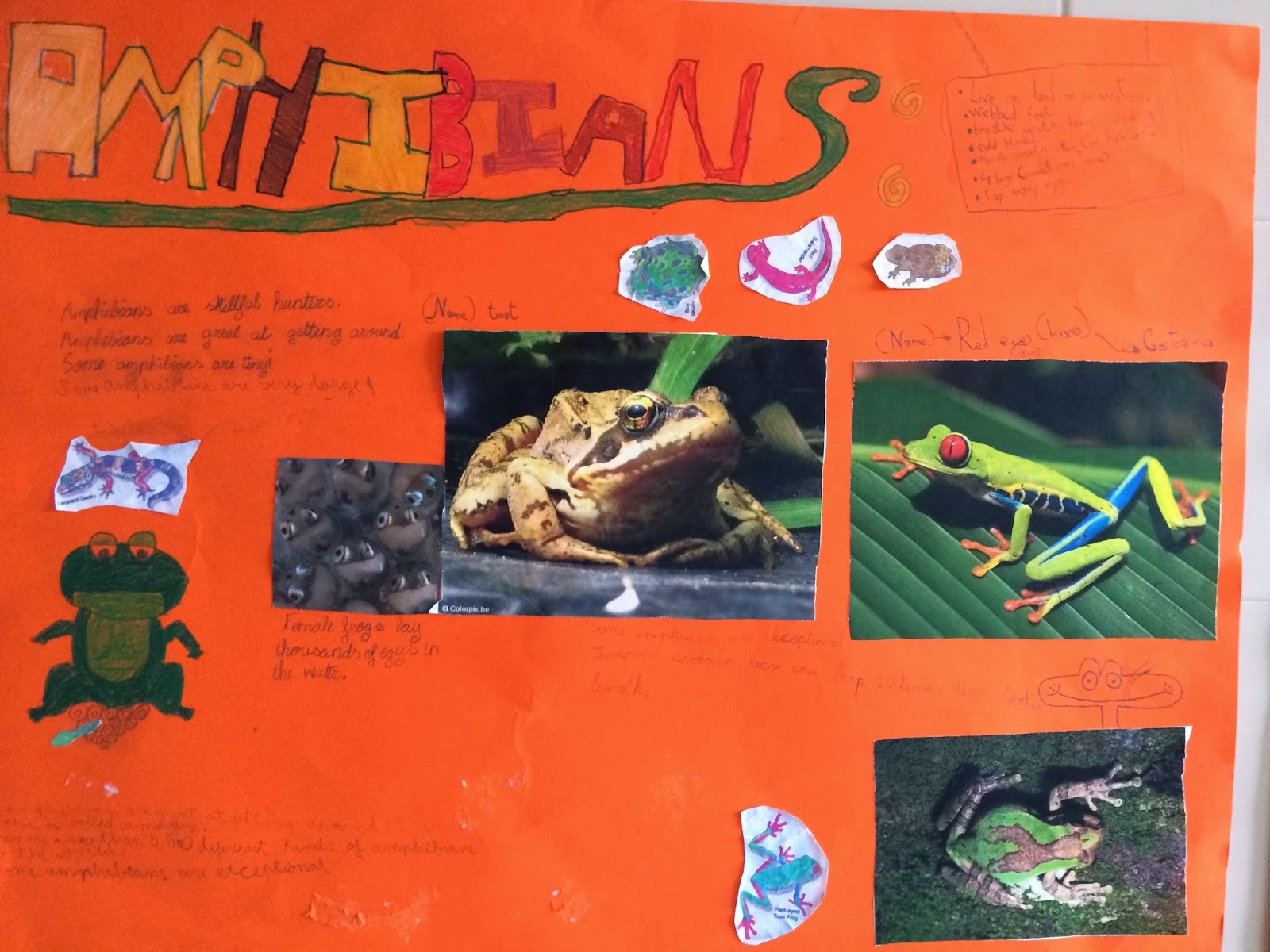 The English Cubby: Vertebrates posters