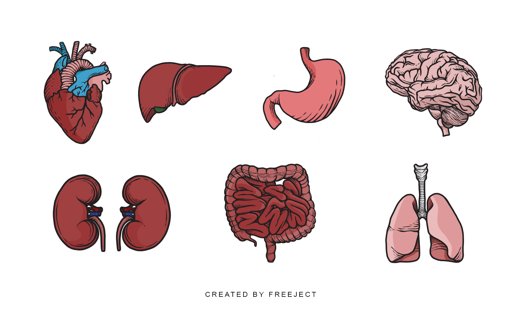 Free Human Organs Vector & PNG Illustration