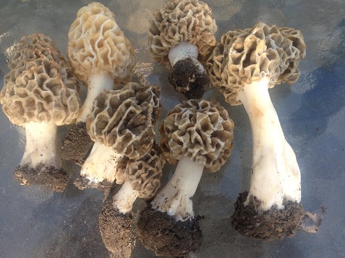 Behind the French Menu: Morille, the Morel Mushroom. Morel mushrooms on ...