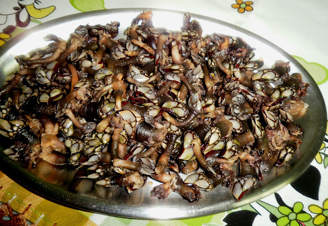 Percebes - Baú da Conceição