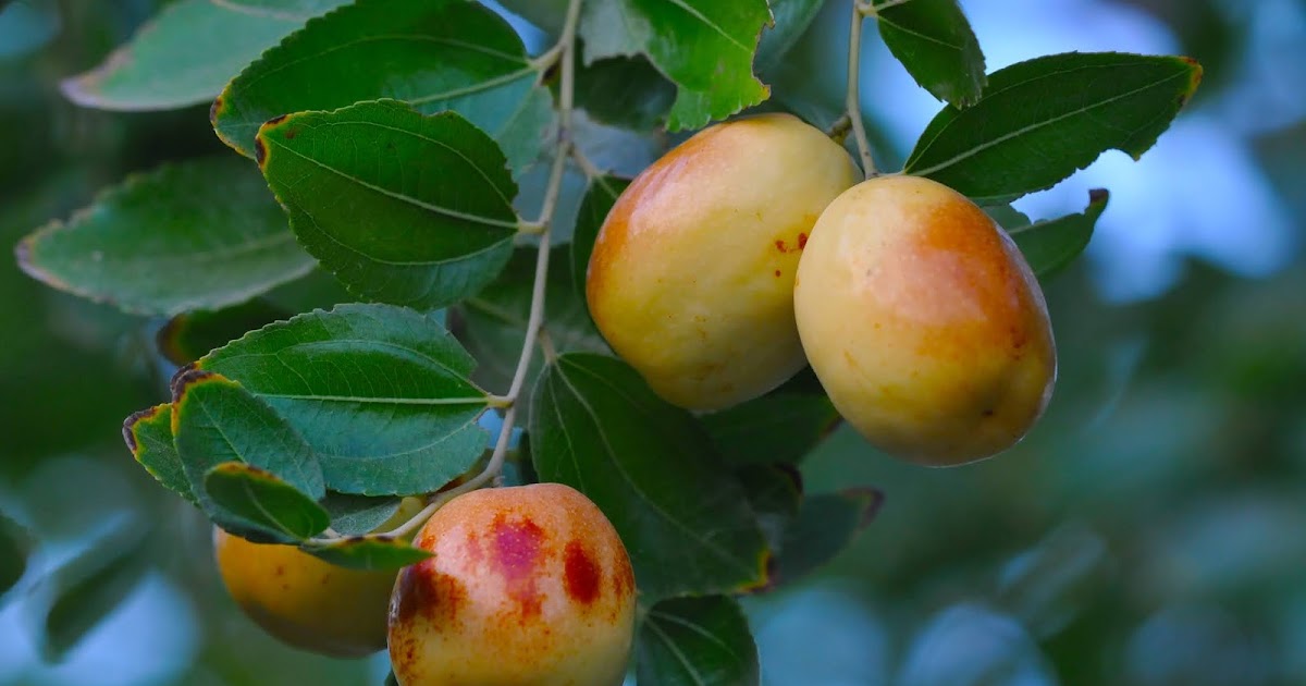 Variety of Life: Ziziphus