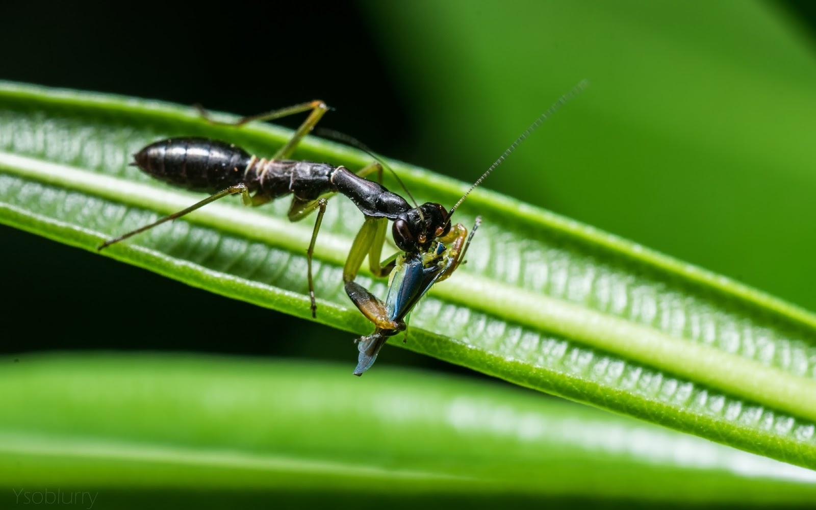 Ant-mimic mantis nymph - Ysoblurry