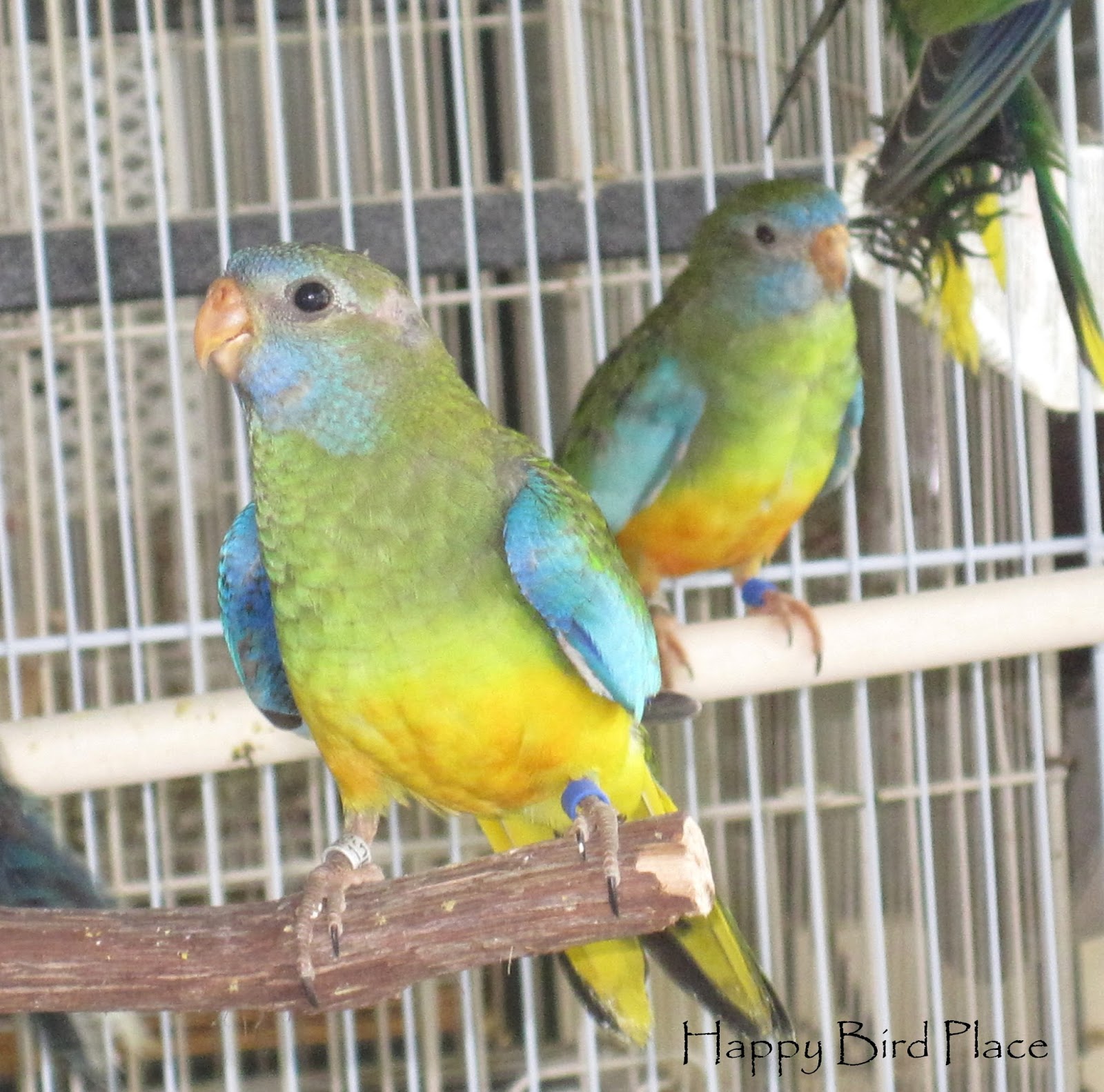 Happy Bird Place Finch and Grasskeet Blog: Scarlets, elegants ...