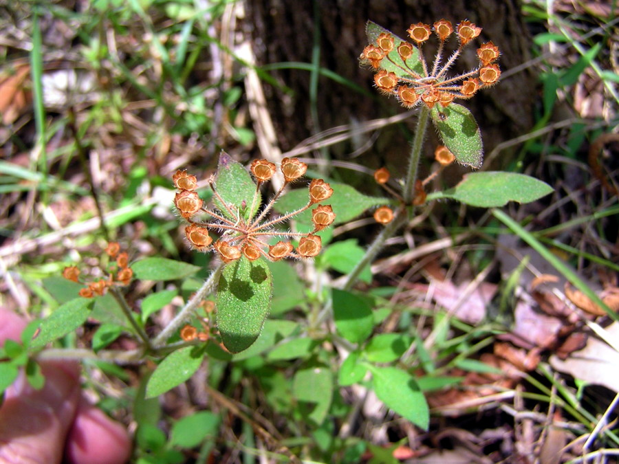 North Coast Voices: A remnant Coastal Cypress Pine Forest in Iluka, New ...