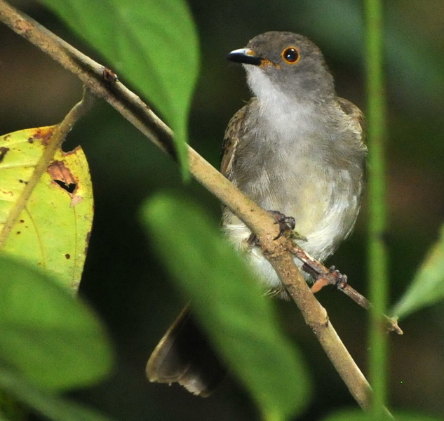 A Wandering Naturalist: Sarawak: Strolling at Damai