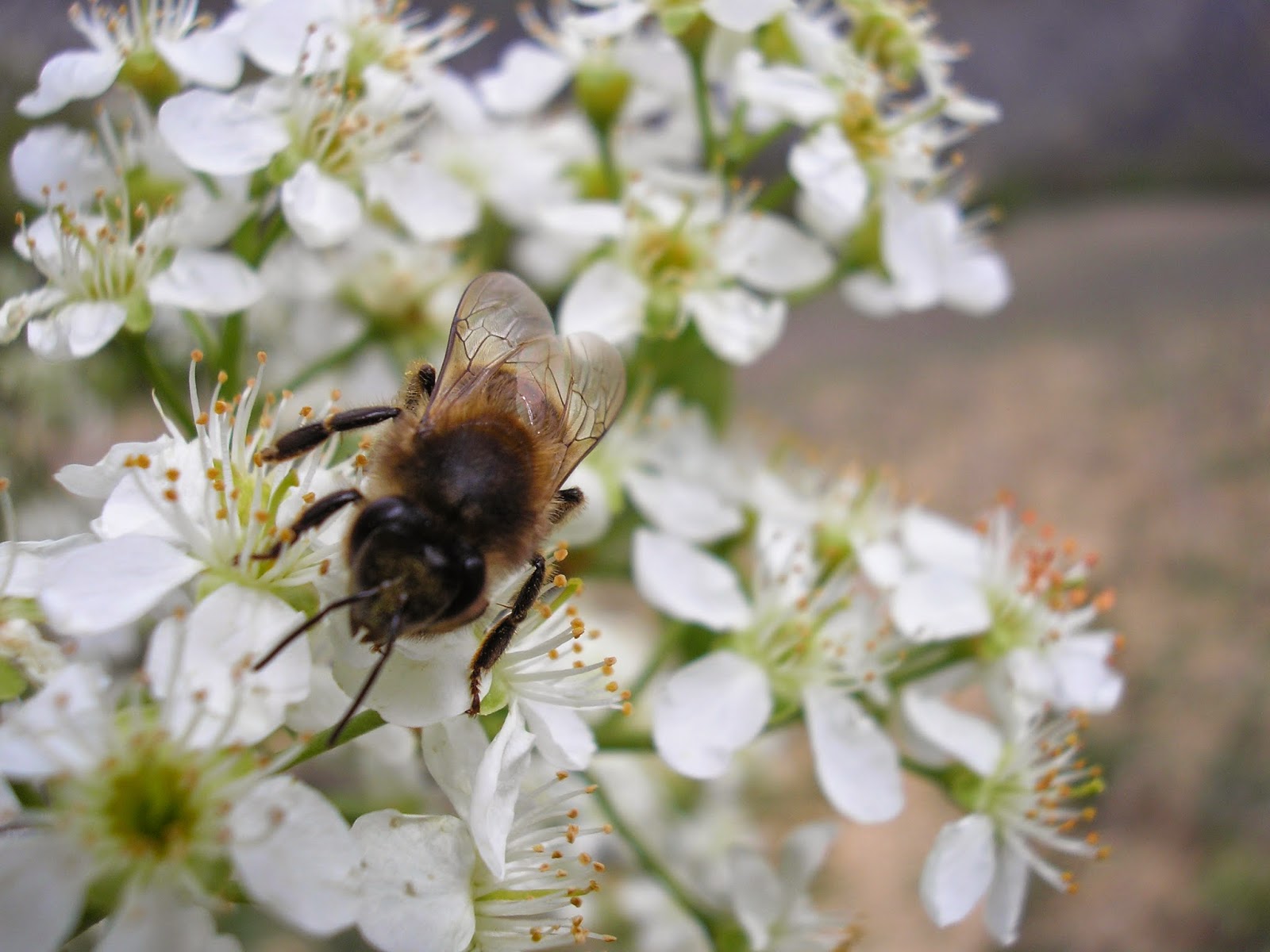 ABEJICUENTOS: Cuentos: La rosa natural y la rosa artificial