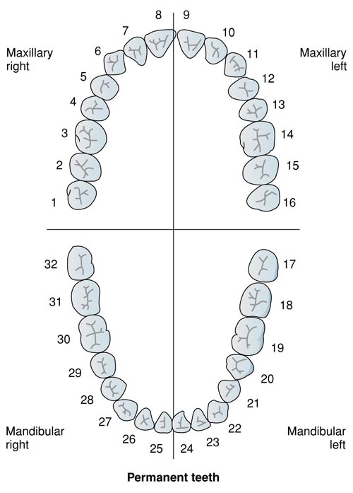 Teeth Numbering Chart For Adult Teeth