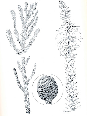 Florez Nursery: Bunya Nut, Araucaria bidwilli