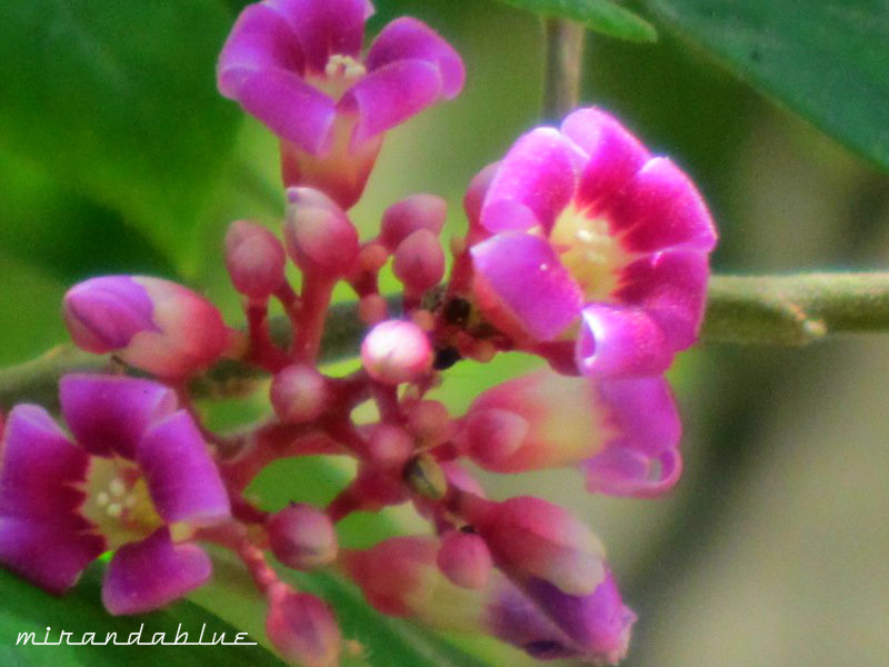 Live in the Moment: Balimbing blossoms