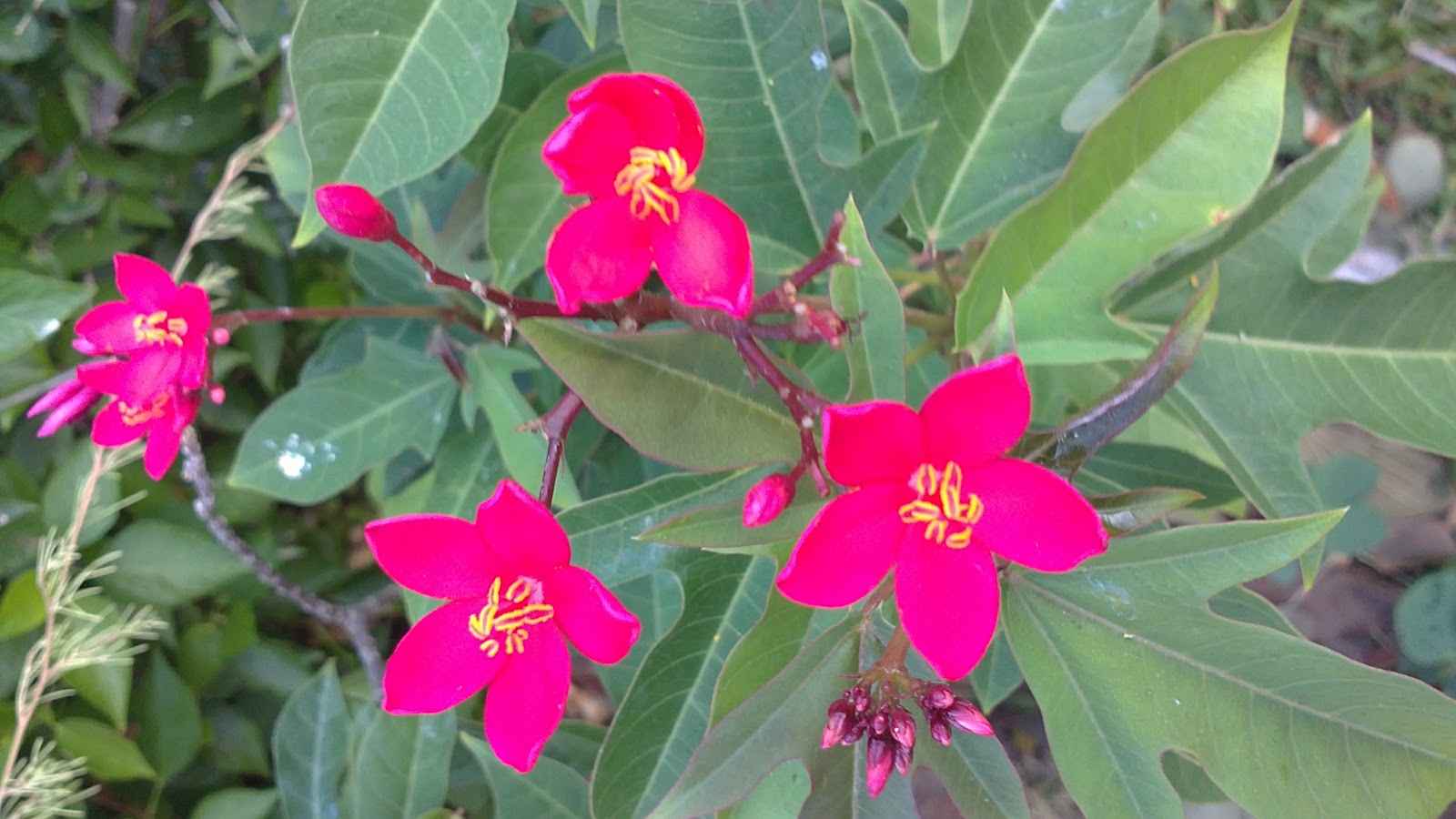 In A Costa Tropical Garden: jatropha integerrima......Peregrina