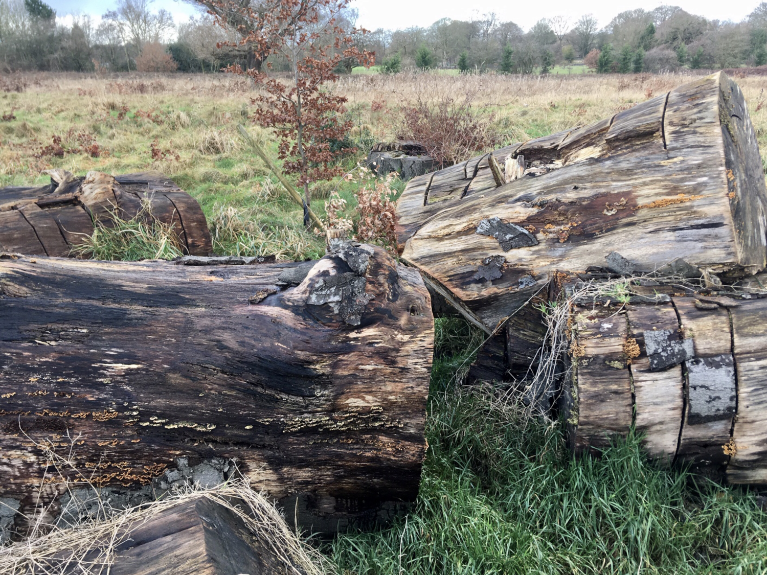 Dead Wood In The Garden