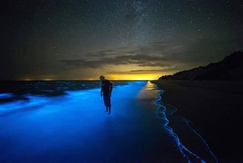 Blue Tears & Bioluminescence phenomenon back again in Miri! ~ ! BUJANG ...