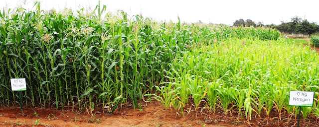 Maize production –For beginners / pro -- “commercial farming ...