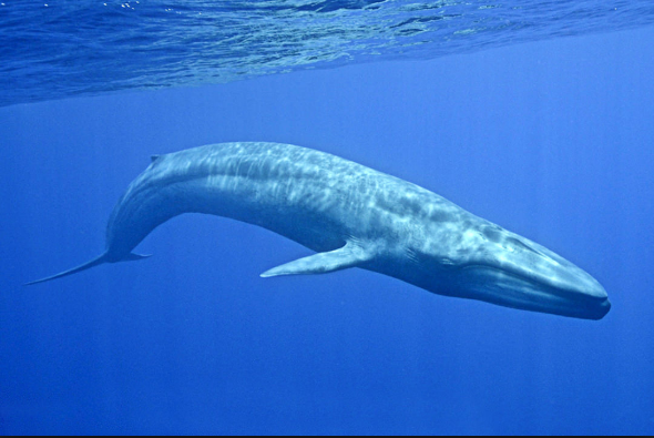 Blue Whale | WILD LIFE