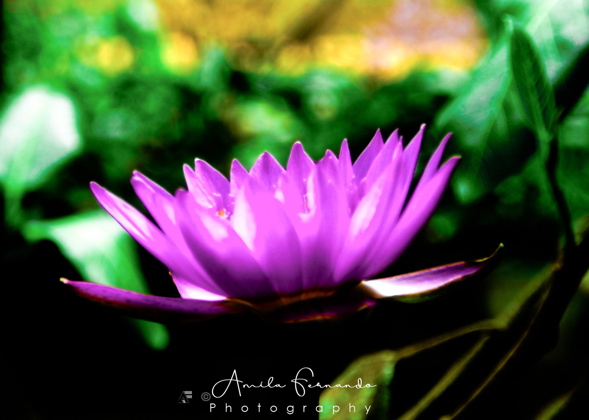 BLUE-WATER LILY- NIL MANEL