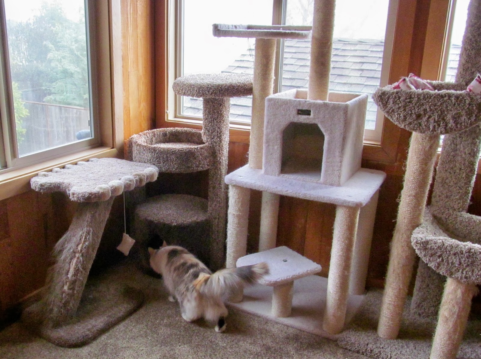 BeadedTail: Mommy's Office is Becoming a Forest of Cat Trees!