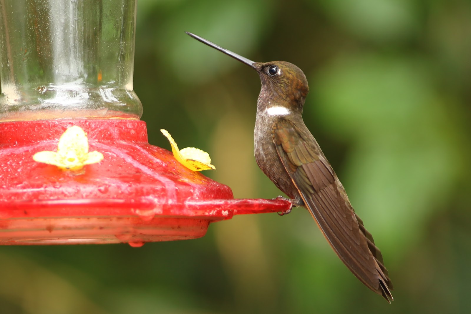 Five Hundred Birds: Hummingbirds of Mindo