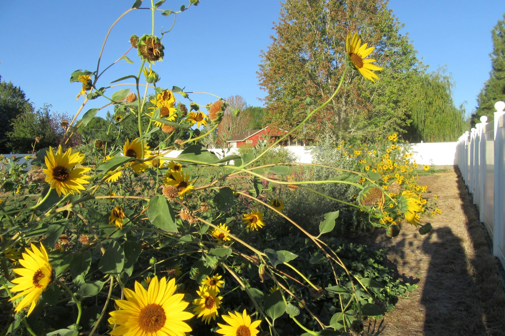 Mother Nature's Montrose Garden: Gardening Tip: Naturalizing with ...